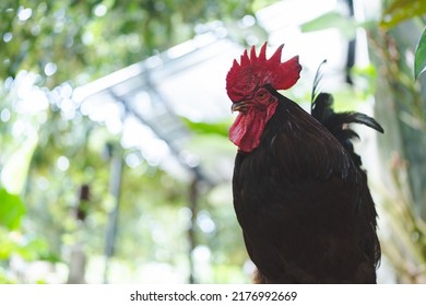 3,708 Two tone animals Stock Photos, Images & Photography | Shutterstock
