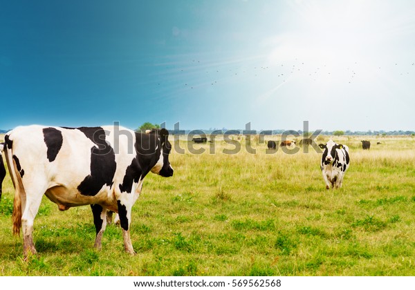 Photo de stock Two Holstein Cows Walking Through Field 569562568 ...