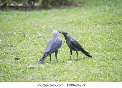 50 Ravens kissing Images, Stock Photos & Vectors | Shutterstock