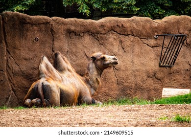1,022 Camel laying Images, Stock Photos & Vectors | Shutterstock