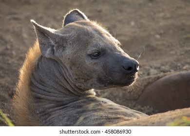 Two Hyena Lying Down Looking Observing Stock Photo 458086930 | Shutterstock