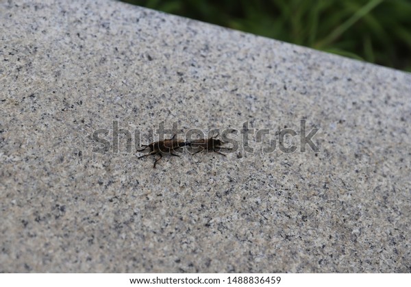 Two Insects Mating Found Temple Stock Photo 1488836459 | Shutterstock