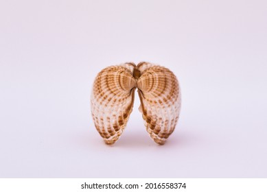 6,705 Layered shells Images, Stock Photos & Vectors | Shutterstock