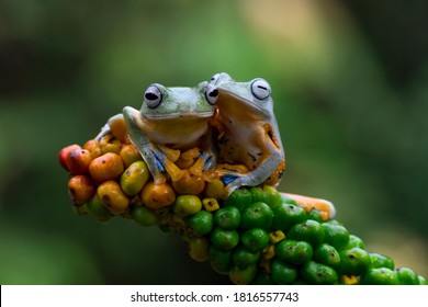 379 Toad fruit tree Images, Stock Photos & Vectors | Shutterstock