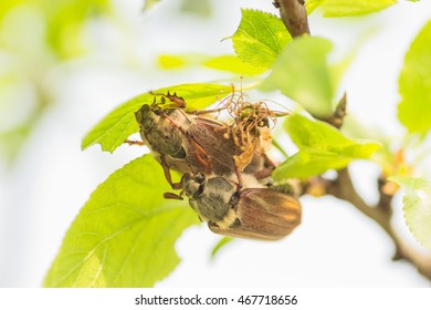 Two June Bugs Mating On Green Stock Photo 467718656 | Shutterstock