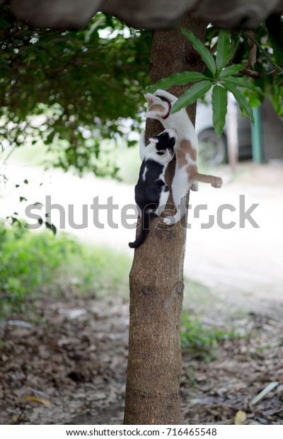 Two Kittens Climb Tree Stock Photo 716465548 | Shutterstock