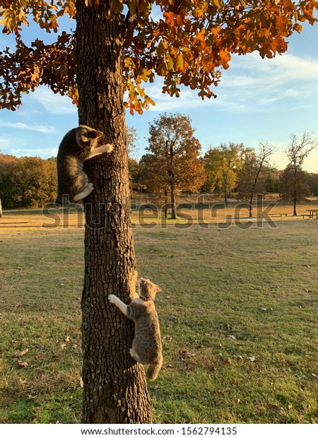 Two Kittens Climbing Chasing Each Other Stock Photo 1562794135 ...