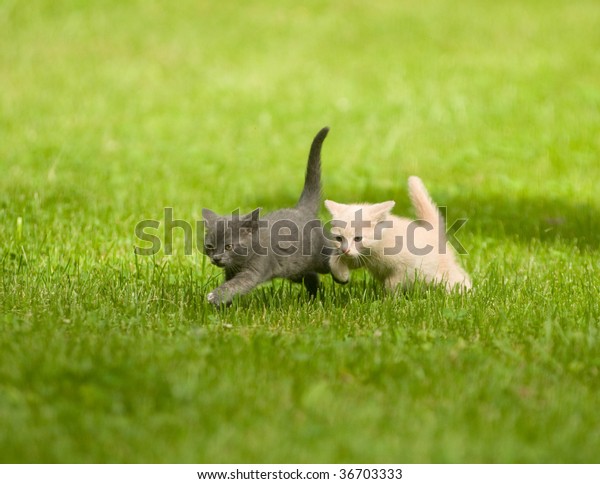Two Kittens Running Through Grass Playing Stock Photo (Edit Now) 36703333