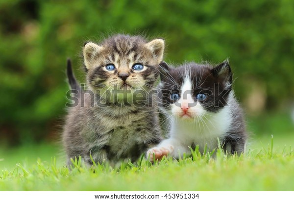 Two Kitty Siblings Stock Photo 453951334 | Shutterstock