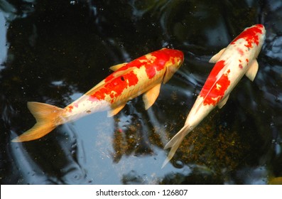 9,186 Koi Fish Chinese Stock Photos, Images & Photography | Shutterstock