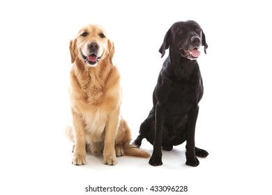 Two Labradors Posing Sitting Studio Stock Photo 433096228 | Shutterstock
