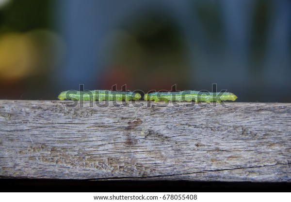Two Larva Looking Face Face Stock Photo 678055408 | Shutterstock