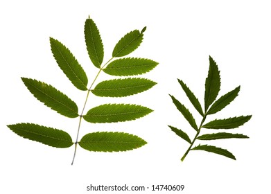 Two Leaf On White Background Stock Photo 14740609 | Shutterstock