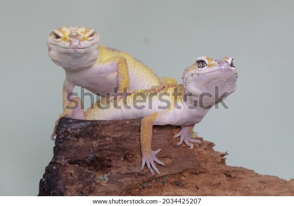 Two Leopard Geckos Sunbathing On Rotting Stock Photo 2034425207 ...