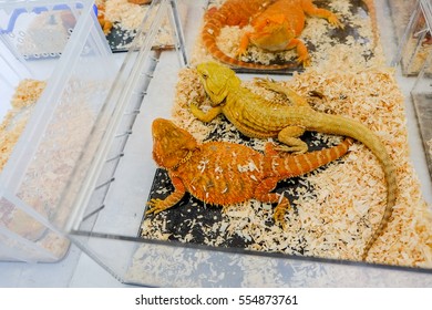 Two Lizard Plastic Box Stock Photo 554873761 | Shutterstock