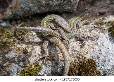 3,326 Lizards fighting Images, Stock Photos & Vectors | Shutterstock