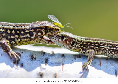 3,326 Lizards fighting Images, Stock Photos & Vectors | Shutterstock
