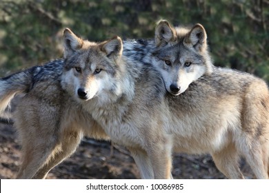 Lobo Gris Mexicano Canis Lupus Baileyi Foto De Stock 68023735