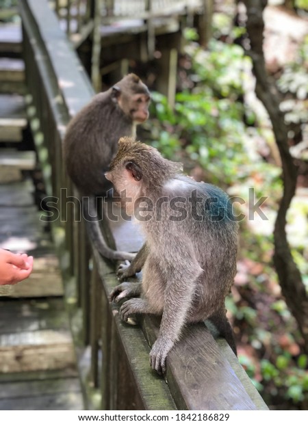 Two Macaques Playing On Railing Stock Photo 1842186829 | Shutterstock