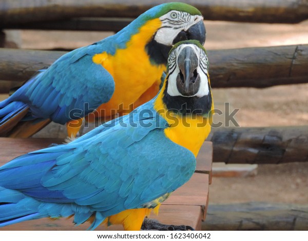 Two Macaws Shade Beneath Trees Stock Photo 1623406042 | Shutterstock