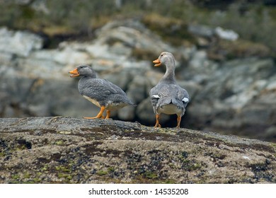 28 Fuegian steamer duck Images, Stock Photos & Vectors | Shutterstock