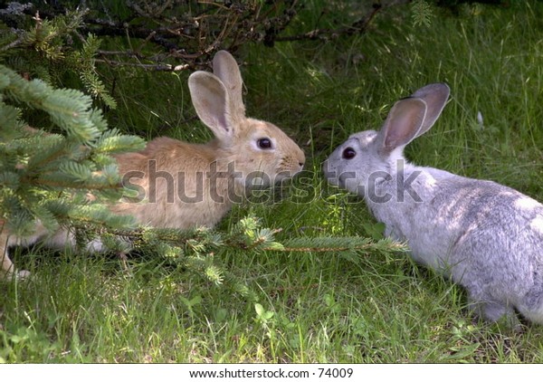 Two Many Rabbits Running Wild Spruce Stock Photo 74009 | Shutterstock