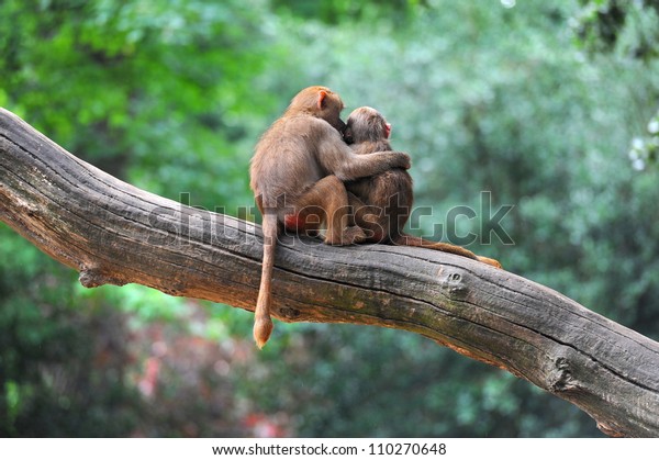 Two Monkey Friends On Tree Stock Photo (Edit Now) 110270648