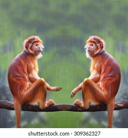 16,178 Two monkeys Images, Stock Photos & Vectors | Shutterstock