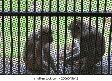 1,519 Monkey heat Images, Stock Photos & Vectors | Shutterstock