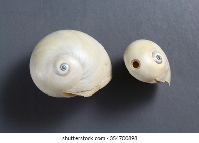 Two Moon Snail Shells One Hole Stock Photo 354700898 | Shutterstock