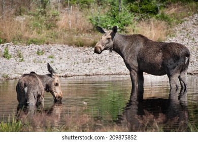 118 imágenes de Two moose lake - Imágenes, fotos y vectores de stock ...