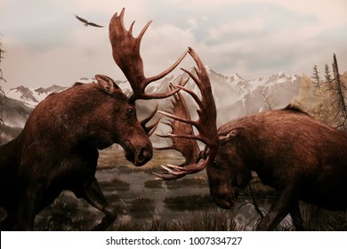 1,281 Two moose Images, Stock Photos & Vectors | Shutterstock
