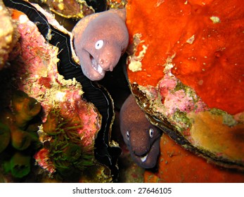 Two Moray Eels Showing Faces Stock Photo 27646105 | Shutterstock