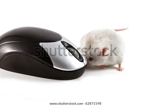 Two Mouse Stock Photo 62871598 | Shutterstock