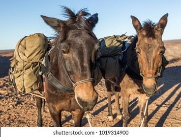 3,533 Mule eyes Images, Stock Photos & Vectors | Shutterstock