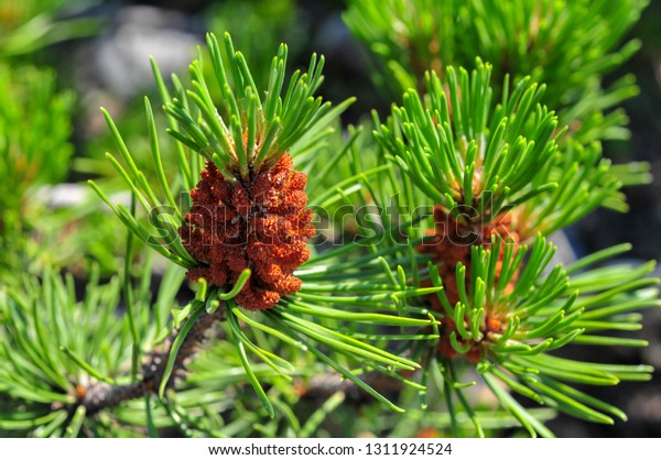 Two Needle Pinyon Pine Tree Pinus Stock Photo 1311924524 | Shutterstock