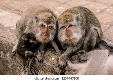 Two Nice Brown Monkeys Sitting Together Stock Photo 1237447108 ...