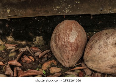 446 Rotten coconut Images, Stock Photos & Vectors | Shutterstock