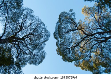 Two Overhead Trees Forming Pattern Against Stock Photo 1893073969 ...