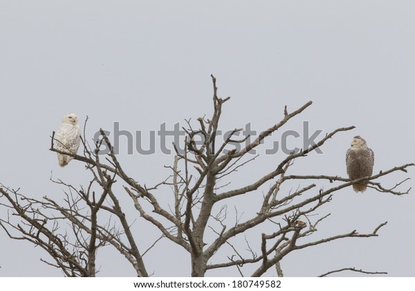 Two Owls Tree Stock Photo 180749582 | Shutterstock