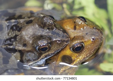 Two Pairing Common Frogs Pool 스톡 사진 77134801 | Shutterstock