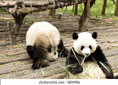 1,577 Two panda bears Images, Stock Photos & Vectors | Shutterstock