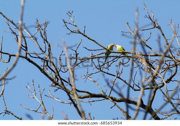 Two Parakeets Hugging Tree Blue Sky Stock Photo 685653934 | Shutterstock