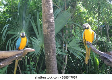361 Parrot cancun Images, Stock Photos & Vectors | Shutterstock