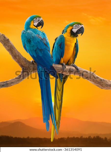 Two Parrots Sunset Background Stock Photo (Edit Now) 361354091