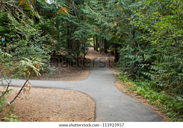 Two Paths Going Different Directions Forest Stock Photo (Edit Now ...