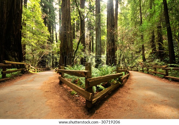 Two Paths Lead Different Directions Stock Photo (Edit Now) 30719206