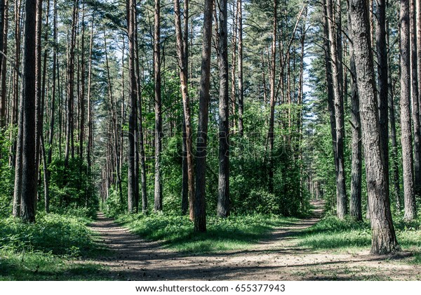 Two Pathways Green Forest Stock Photo 655377943 | Shutterstock
