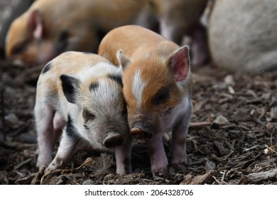 3,638 Two piglets Images, Stock Photos & Vectors | Shutterstock