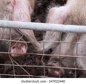 Two Pigs Stock Photo 547022440 | Shutterstock